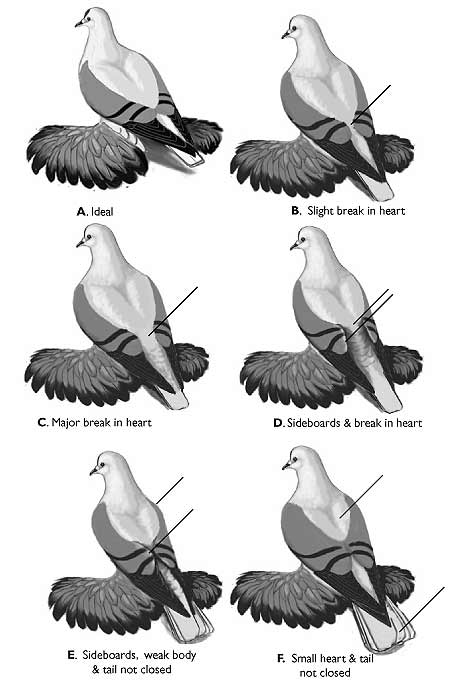 Tail and back Faults on Swallows